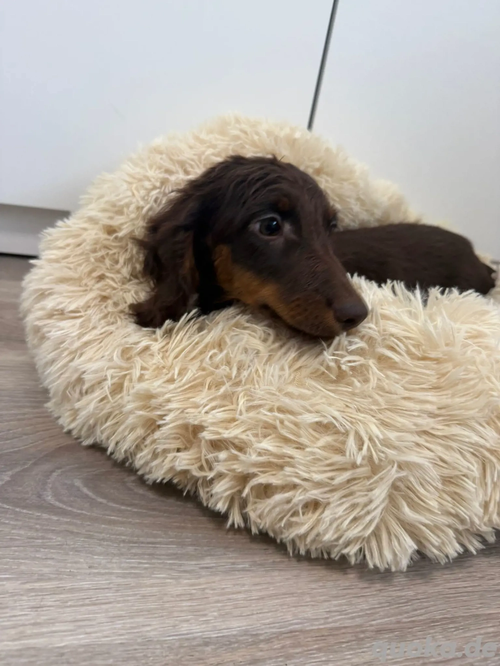 Schoko langhaar rüde dackel zwergdackel dachshund welpe in Edewecht ...