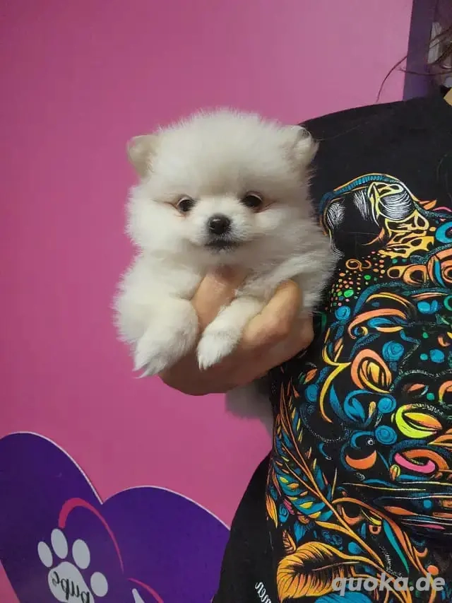 Teddy-Pomeranian-Welpen in Leipzig - Hunde - kostenlose Kleinanzeigen