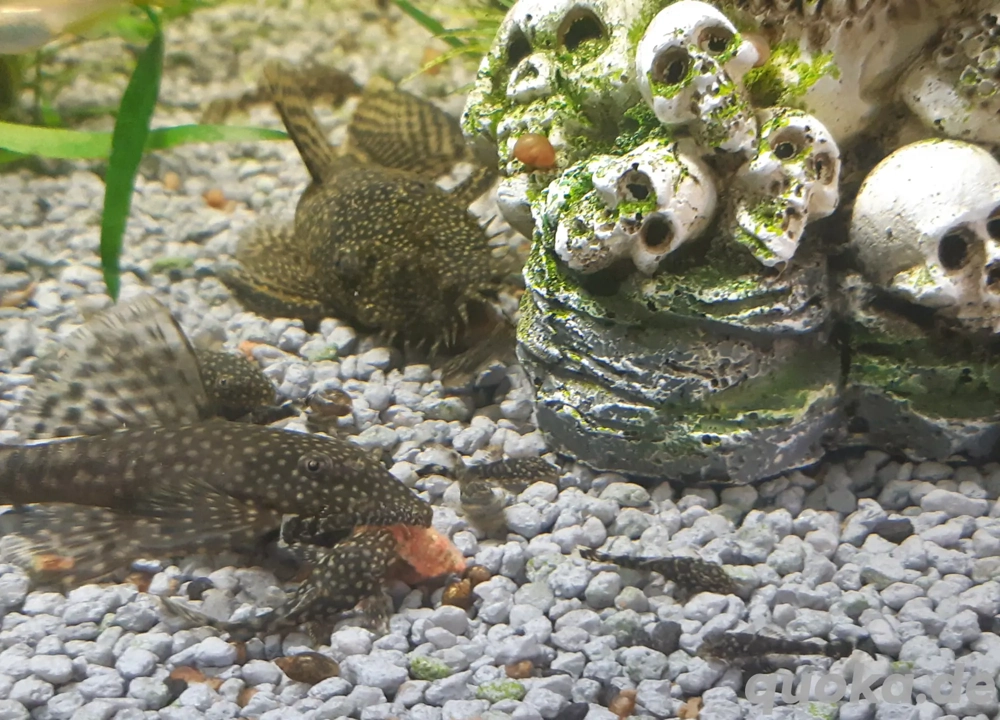 Antennenwelse (Ancistrus spec.) in Waiblingen - Fische, Aquaristik ...