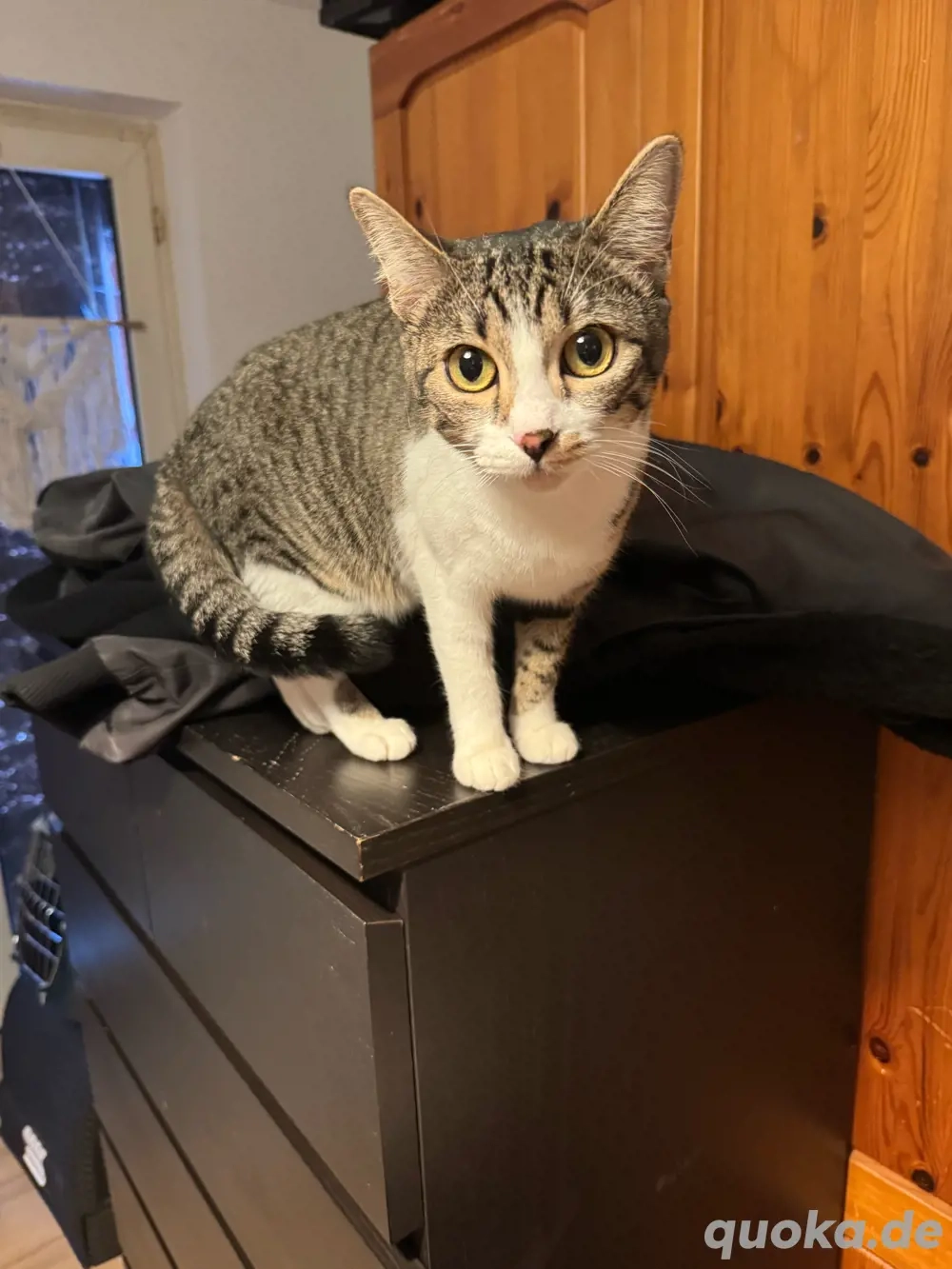 Süße katze in Konstanz - Katzen - kostenlose Kleinanzeigen