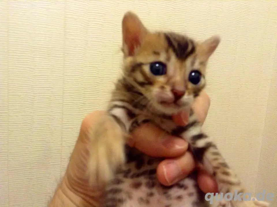 Bengalkätzchen in Ahlbeck - Katzen - kostenlose Kleinanzeigen
