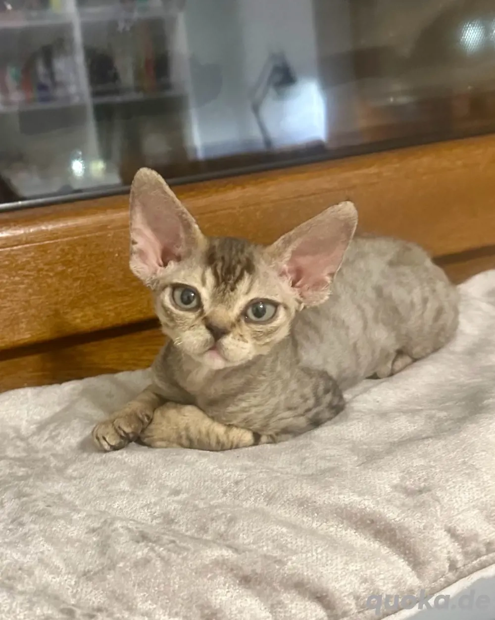 Devon-Rex-Mädchen neu eingestellt, Abgabe im Februar in Berlin - Katzen ...