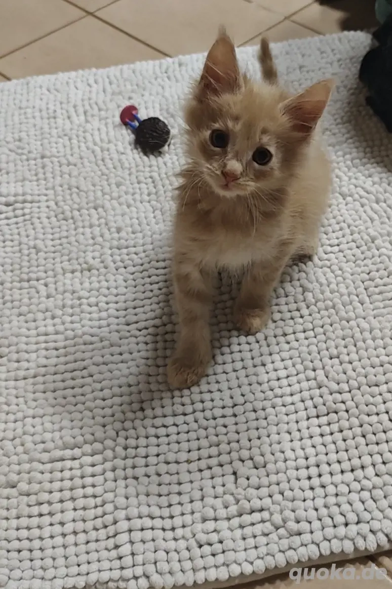 Mainecoon Jungs abzugeben in Worms - Katzen - kostenlose Kleinanzeigen