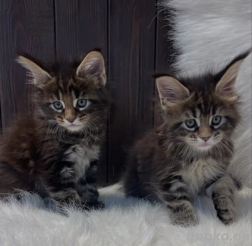 Wir haben zwei wunderschöne Kätzchen, die wir in liebevolle Familien ...