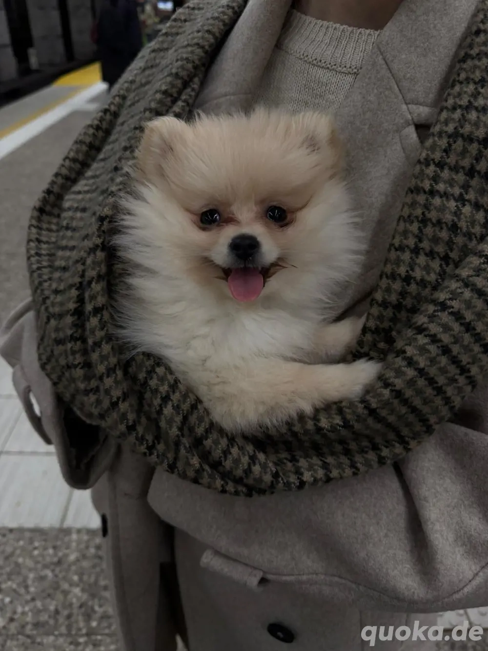 Pomeranian in München - Hunde - kostenlose Kleinanzeigen