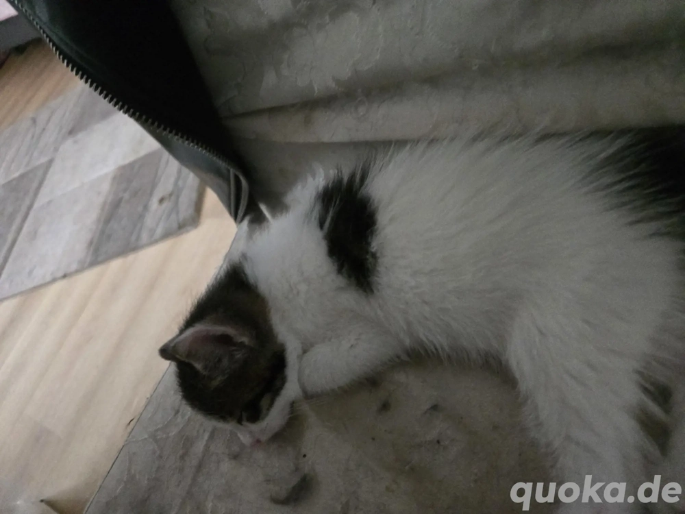 Britisch Kurzhaar abzugeben in Sögel - Katzen - kostenlose Kleinanzeigen