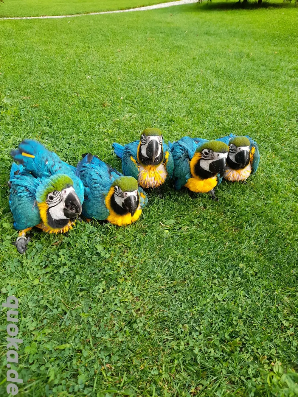 Gelbbrust Ara , handzahm in Zachenberg - Vögel - kostenlose Kleinanzeigen