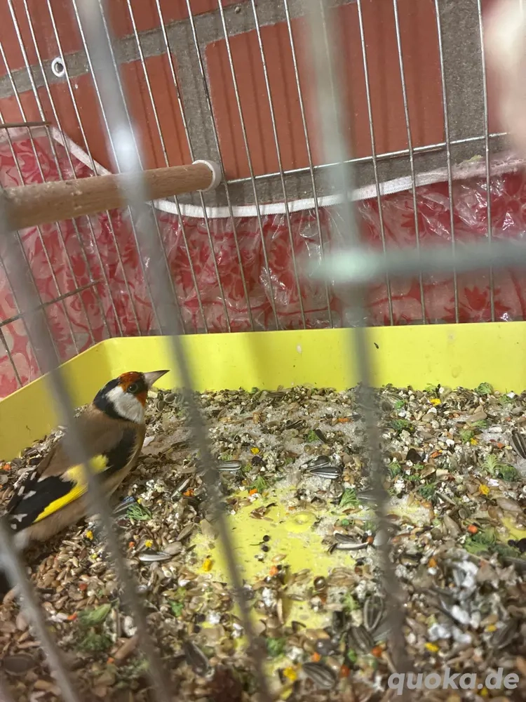 Stieglitz in Hannover - Vögel - kostenlose Kleinanzeigen