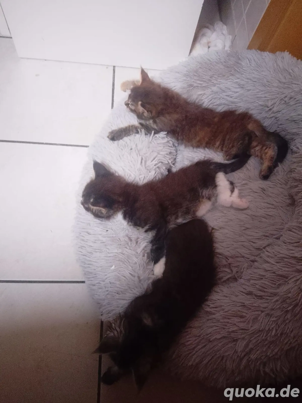 Maine Coon Babys in Gallmersgarten - Katzen - kostenlose Kleinanzeigen