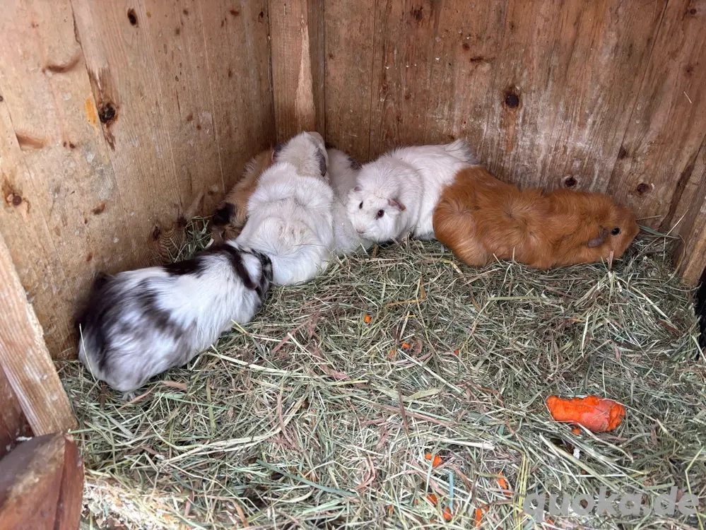 Meerschweinchen Weibchen in Selent - Kleintiere - kostenlose Kleinanzeigen