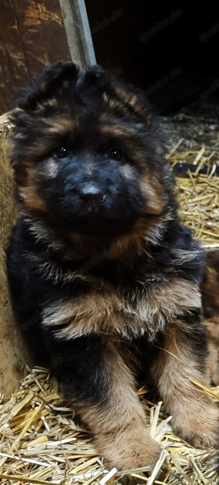 Schäferhundwelpe Langstockhaar in Herten - Hunde - kostenlose Kleinanzeigen