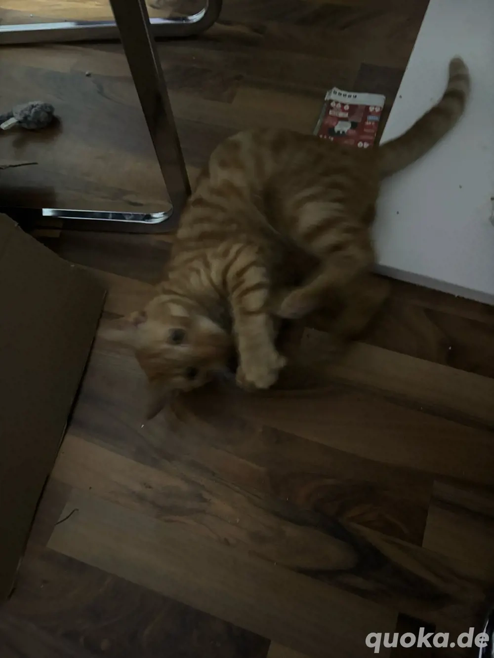 Mischlingskater in Orenhofen - Katzen - kostenlose Kleinanzeigen