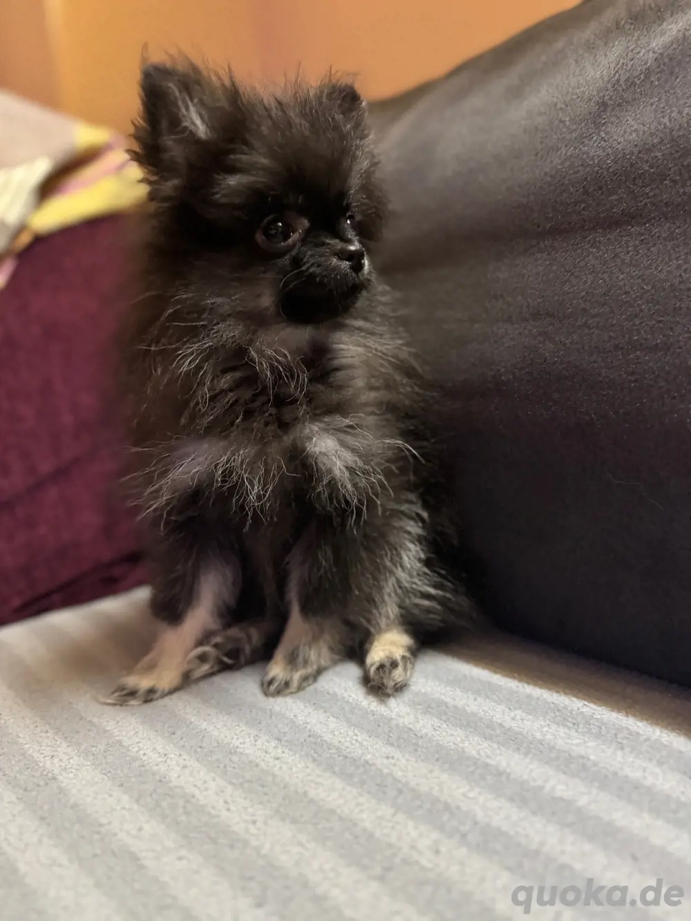 Pomeranian Zwergspitz Welpe in Dormagen - Hunde - kostenlose Kleinanzeigen