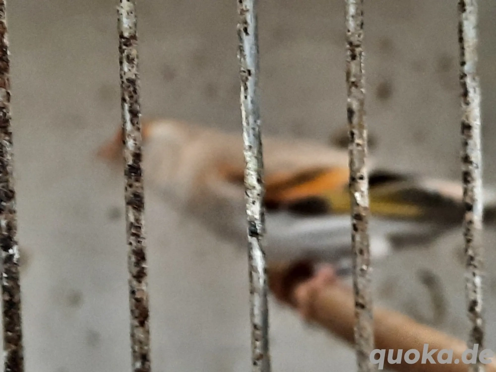 Stieglitz-Mischling in Kuppenheim - Vögel - kostenlose Kleinanzeigen