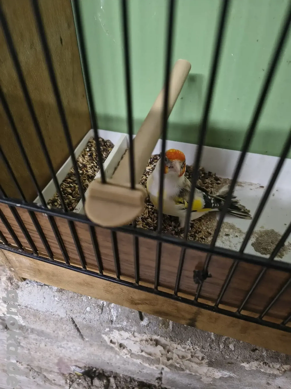 Stieglitz Major in Hückeswagen - Vögel - kostenlose Kleinanzeigen