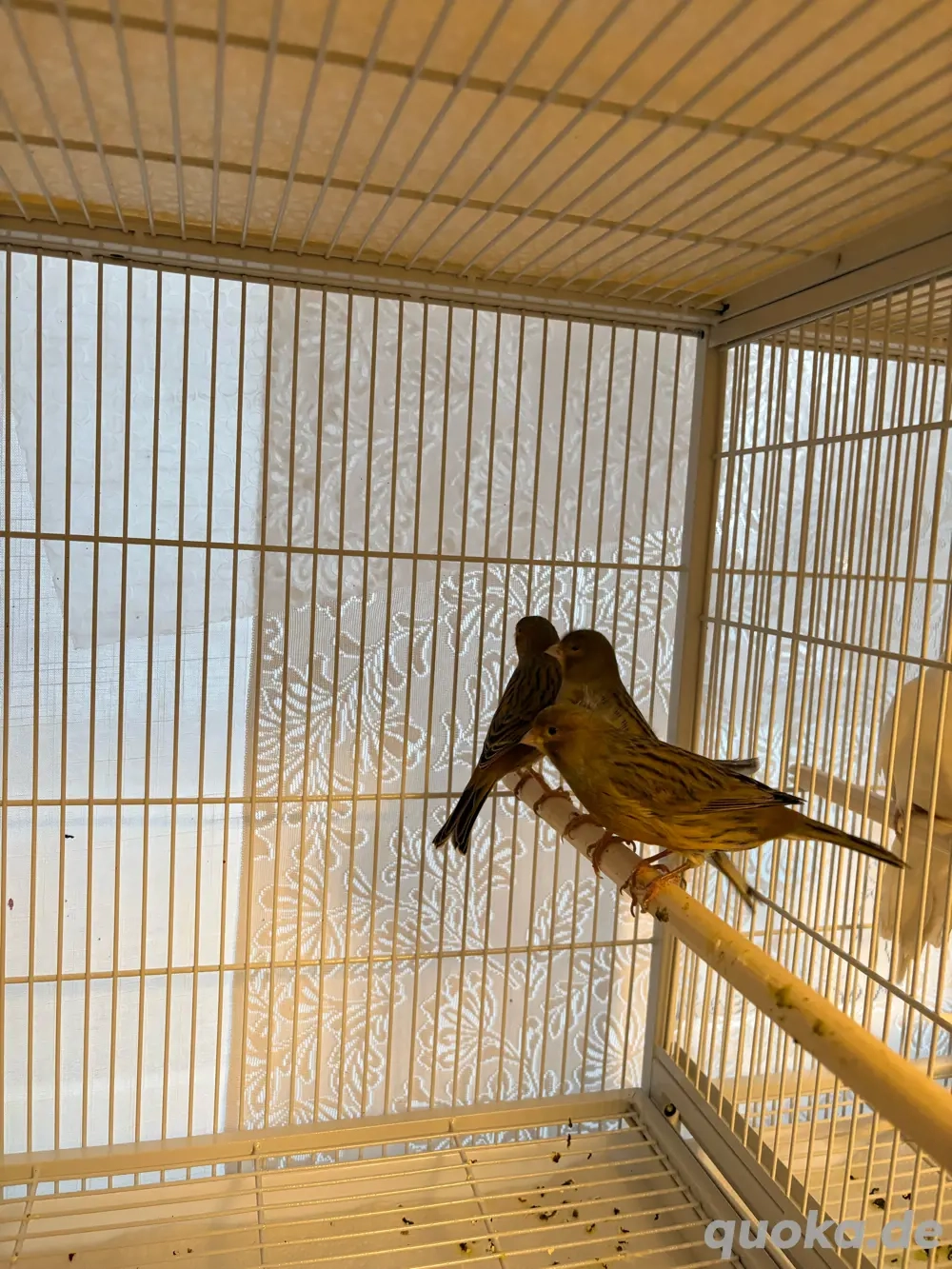 Kanarienvögel 3 Hennen in Mering - Vögel - kostenlose Kleinanzeigen