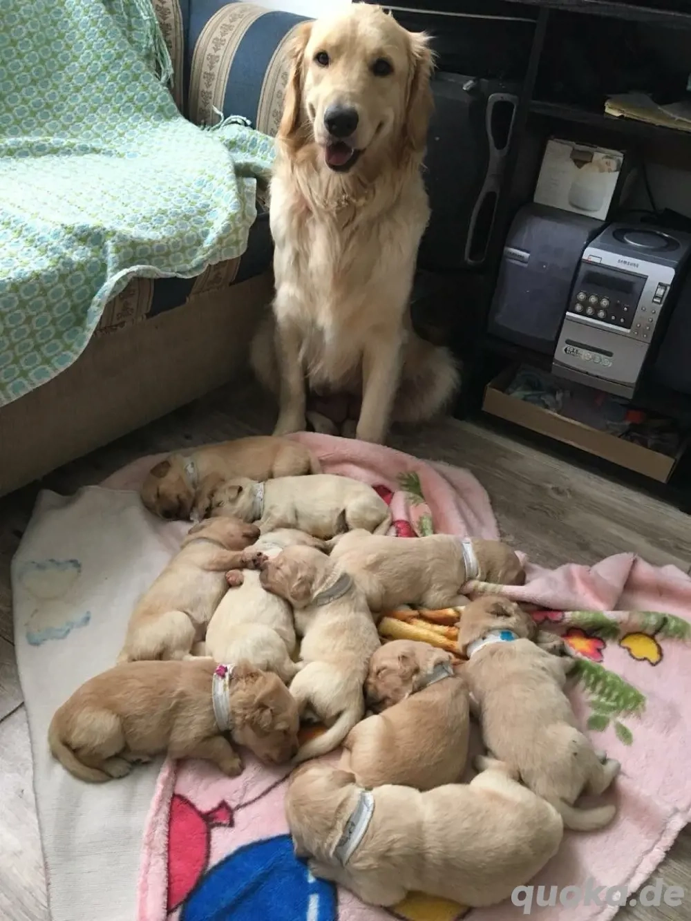 Puppy availble for sale in Berlin - Hunde - kostenlose Kleinanzeigen