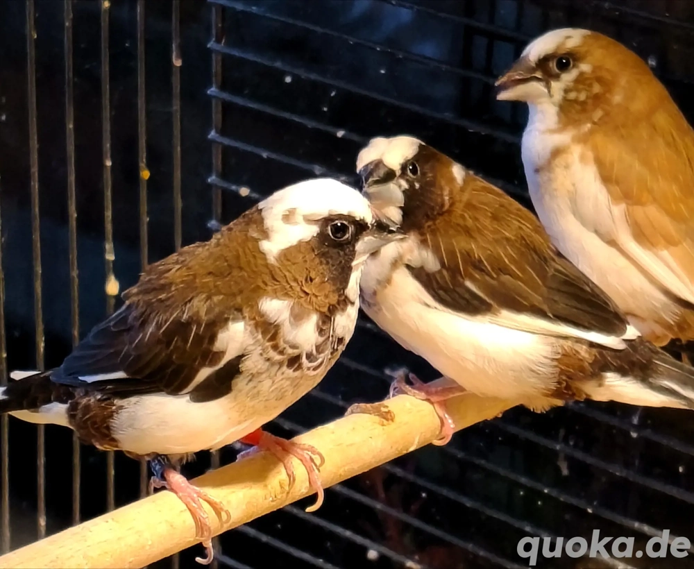 Japanische Mövchen in Sonneberg - Vögel - kostenlose Kleinanzeigen