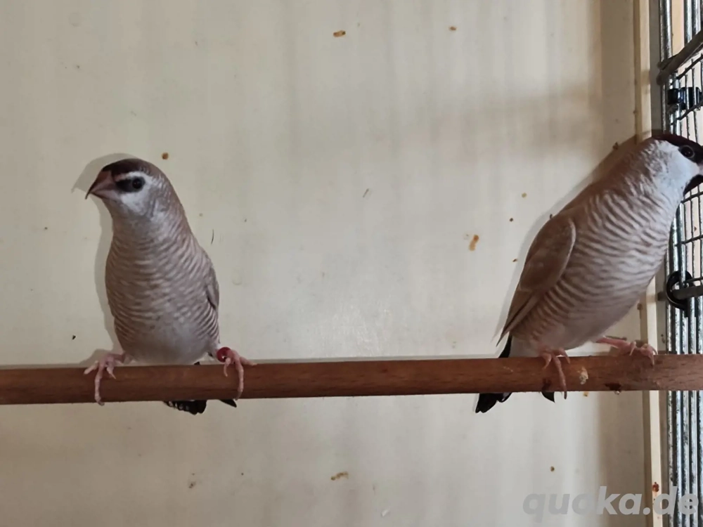Zeresamadinen Paar isabelfarben in Finningen - Vögel - kostenlose ...