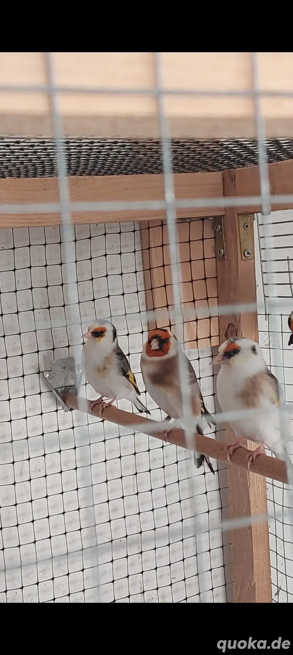 Stieglitz Major Schecke in Neuwied - Vögel - kostenlose Kleinanzeigen
