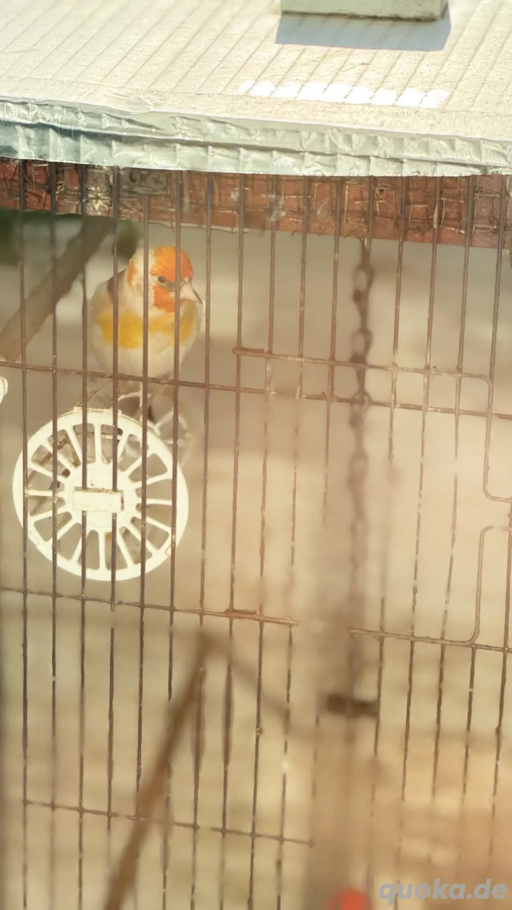 Stieglitz major in Weiterstadt - Vögel - kostenlose Kleinanzeigen