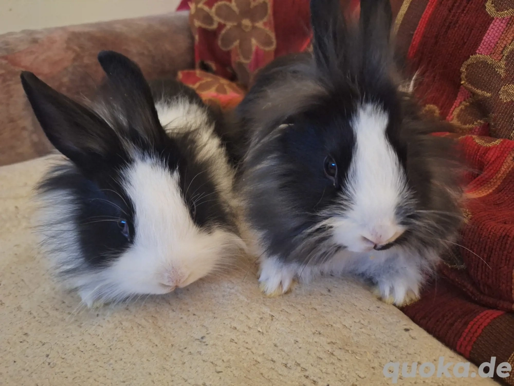 Löwenköpfchen Zwergkaninchen in Eilenburg - Kleintiere - kostenlose ...