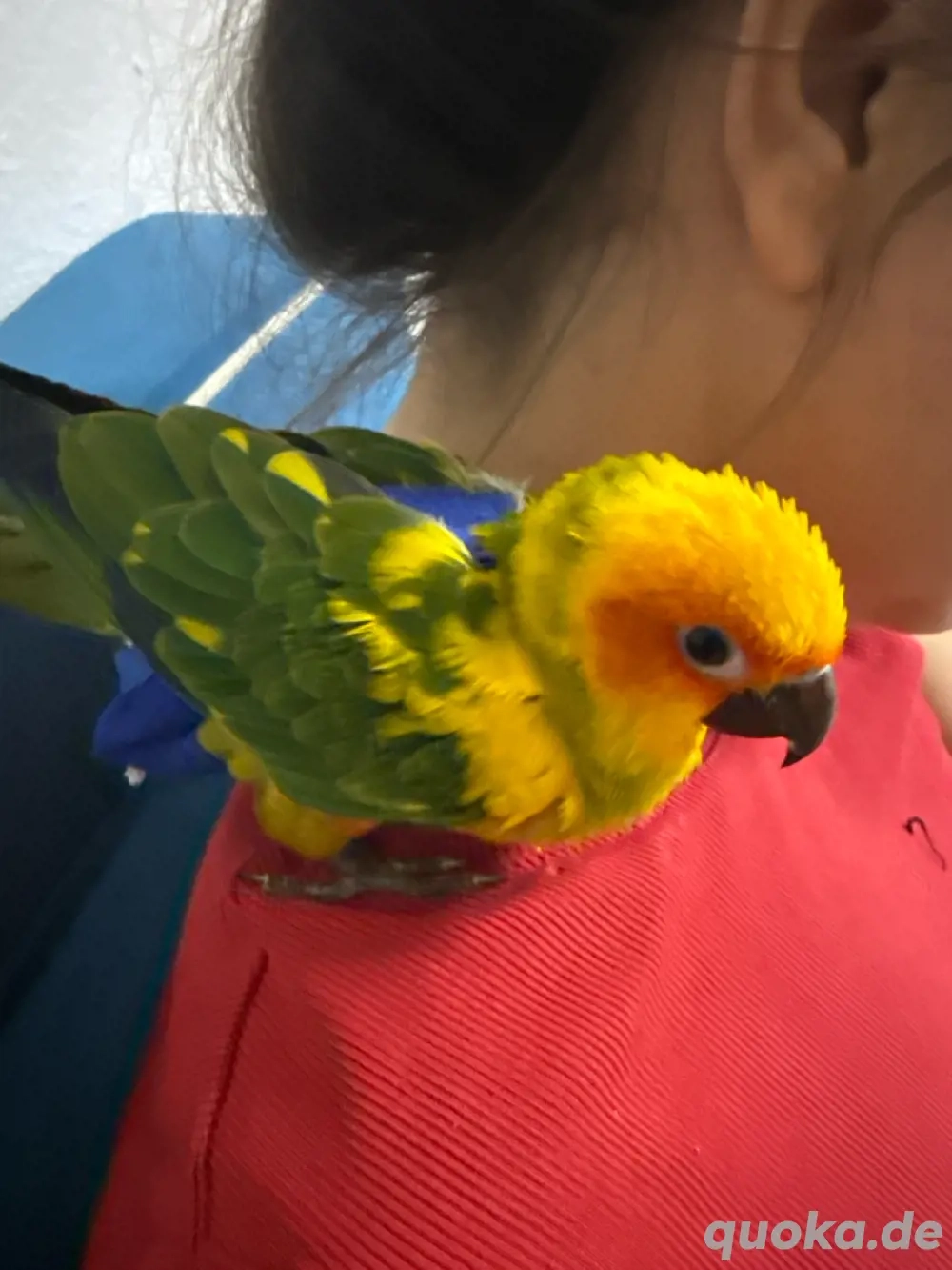 Sonnens t sh in Berlin - Vögel - kostenlose Kleinanzeigen