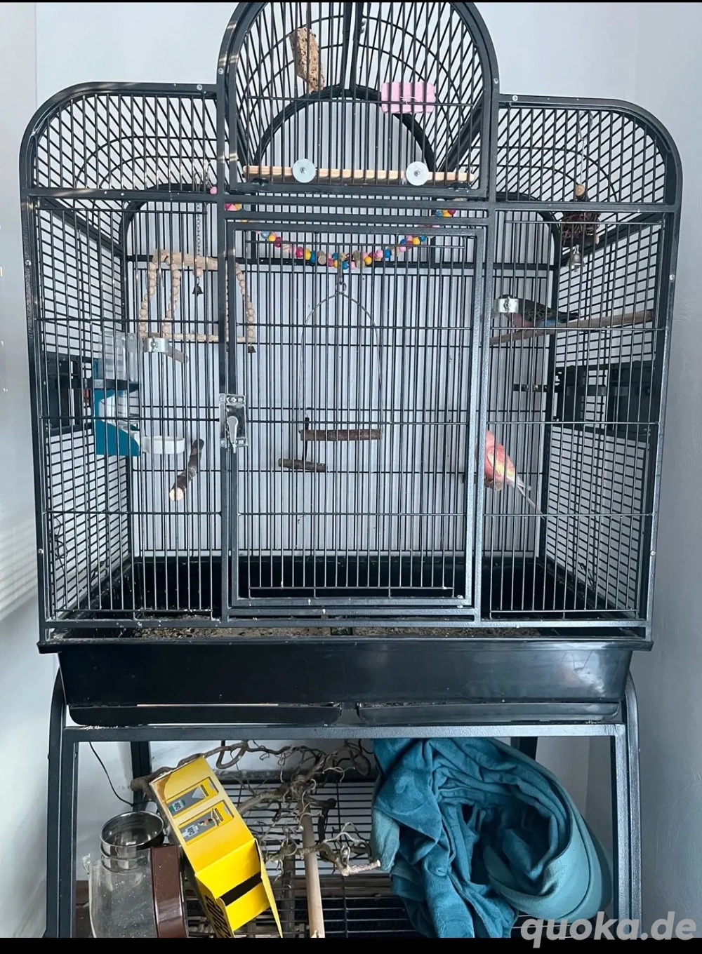 Bourkesittich Mit Käfig Limburgerhof - Vögel - kostenlose Kleinanzeigen