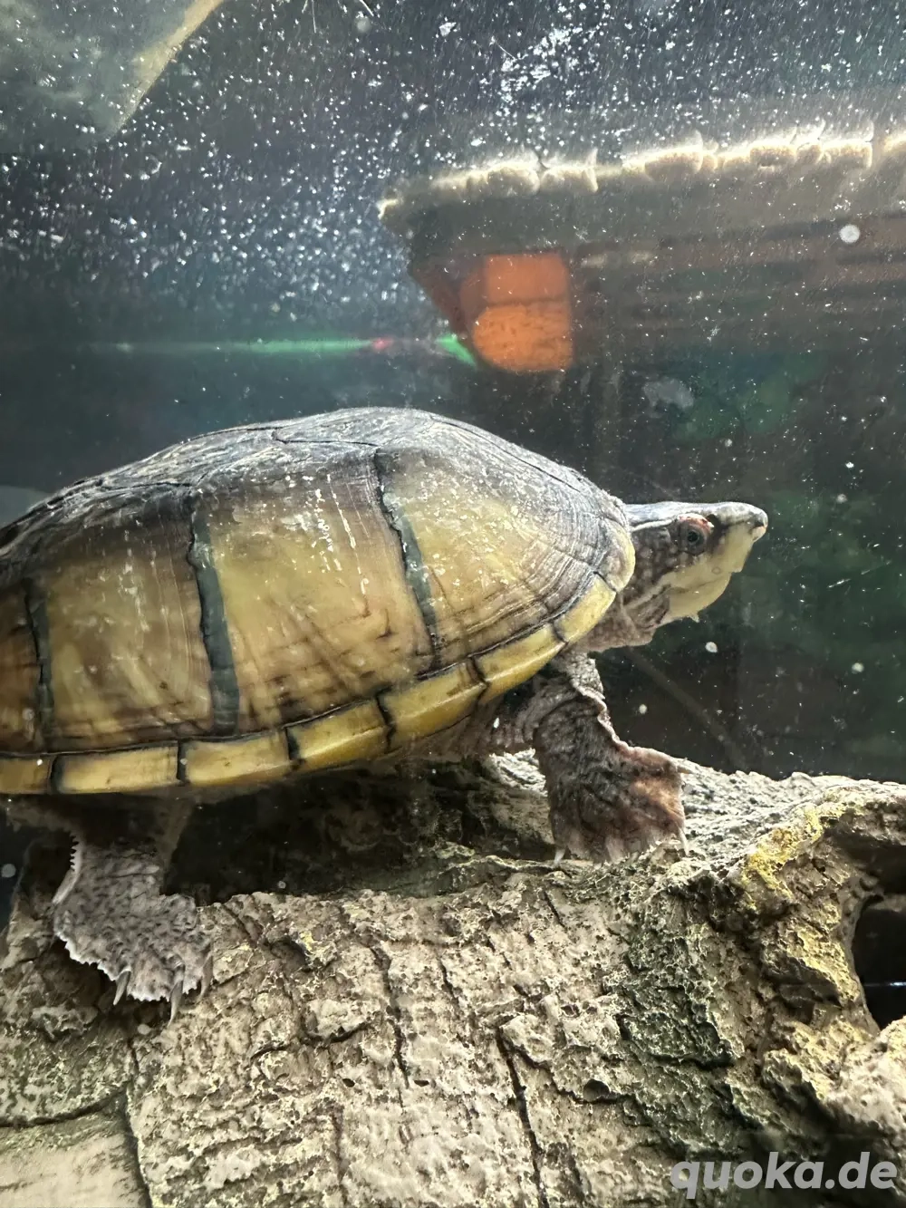 Wasserschildkröten mit Aquarium in Bestwig - Reptilien, Terraristik ...