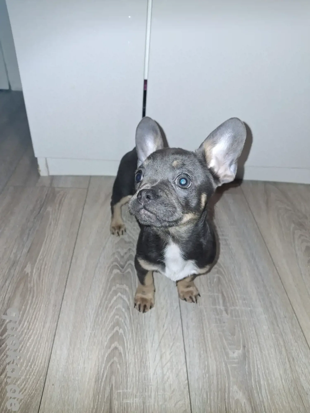 Französische Bulldogge Welpen in Hagen - Hunde - kostenlose Kleinanzeigen