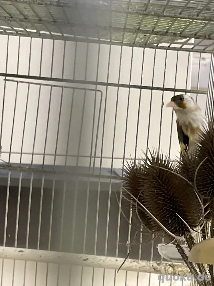 Stieglitz Major in Speyer - Vögel - kostenlose Kleinanzeigen