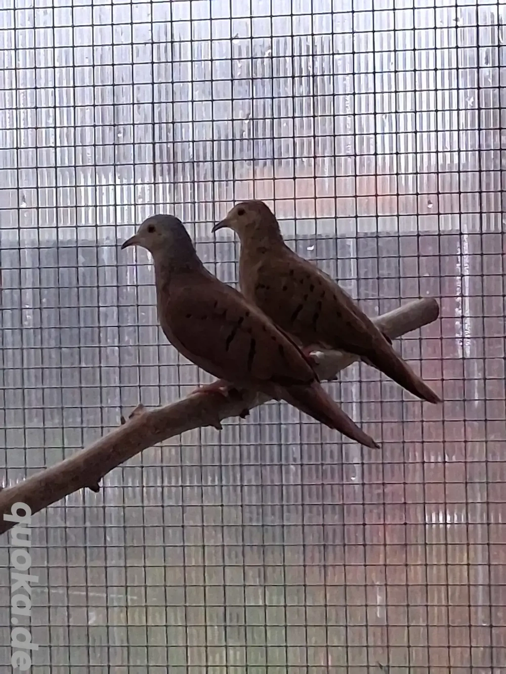 1.1 Rosttäubchen in Bergkamen - Vögel - kostenlose Kleinanzeigen