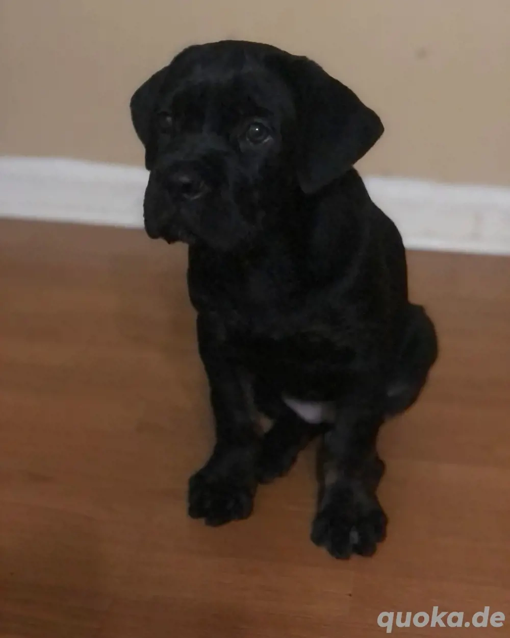 Cane corso in Bochum - Hunde - kostenlose Kleinanzeigen