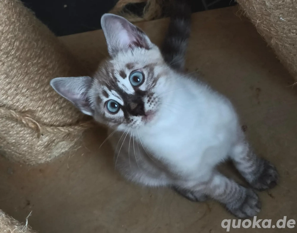 Snow charcoal bengal kitten in Werl - Katzen - kostenlose Kleinanzeigen