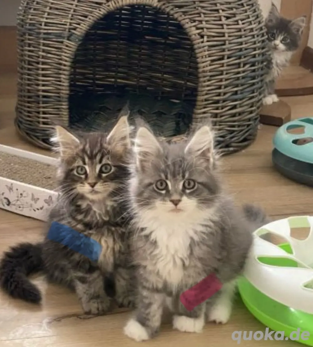 Maine Coon KittenHerzogenrath - Katzen - kostenlose Kleinanzeigen