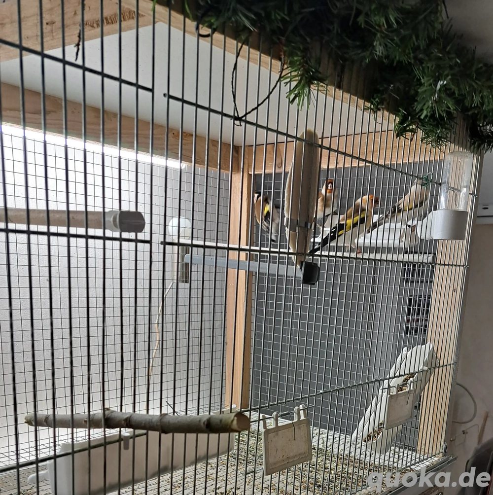 Stieglitz Major in Herne - Vögel - kostenlose Kleinanzeigen