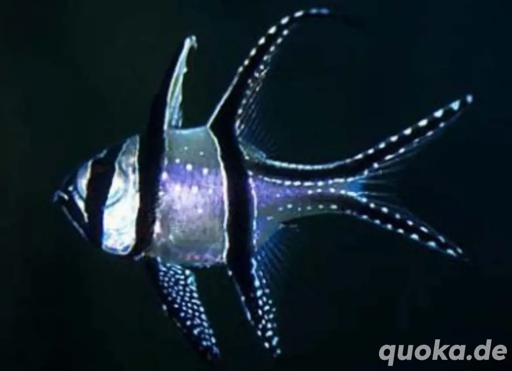 Kardinalsbarsch paar Meerwasser in Büren - Fische, Aquaristik ...