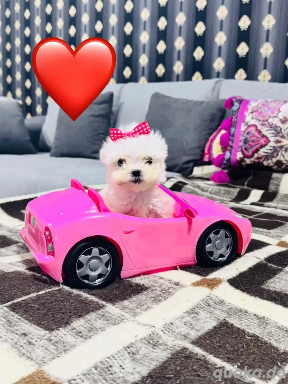 Mini malteser welpe in Düsseldorf - Hunde - kostenlose Kleinanzeigen