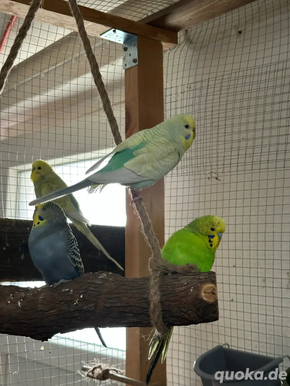 Verkaufe 6 Wellensittiche in Auetal - Vögel - kostenlose Kleinanzeigen