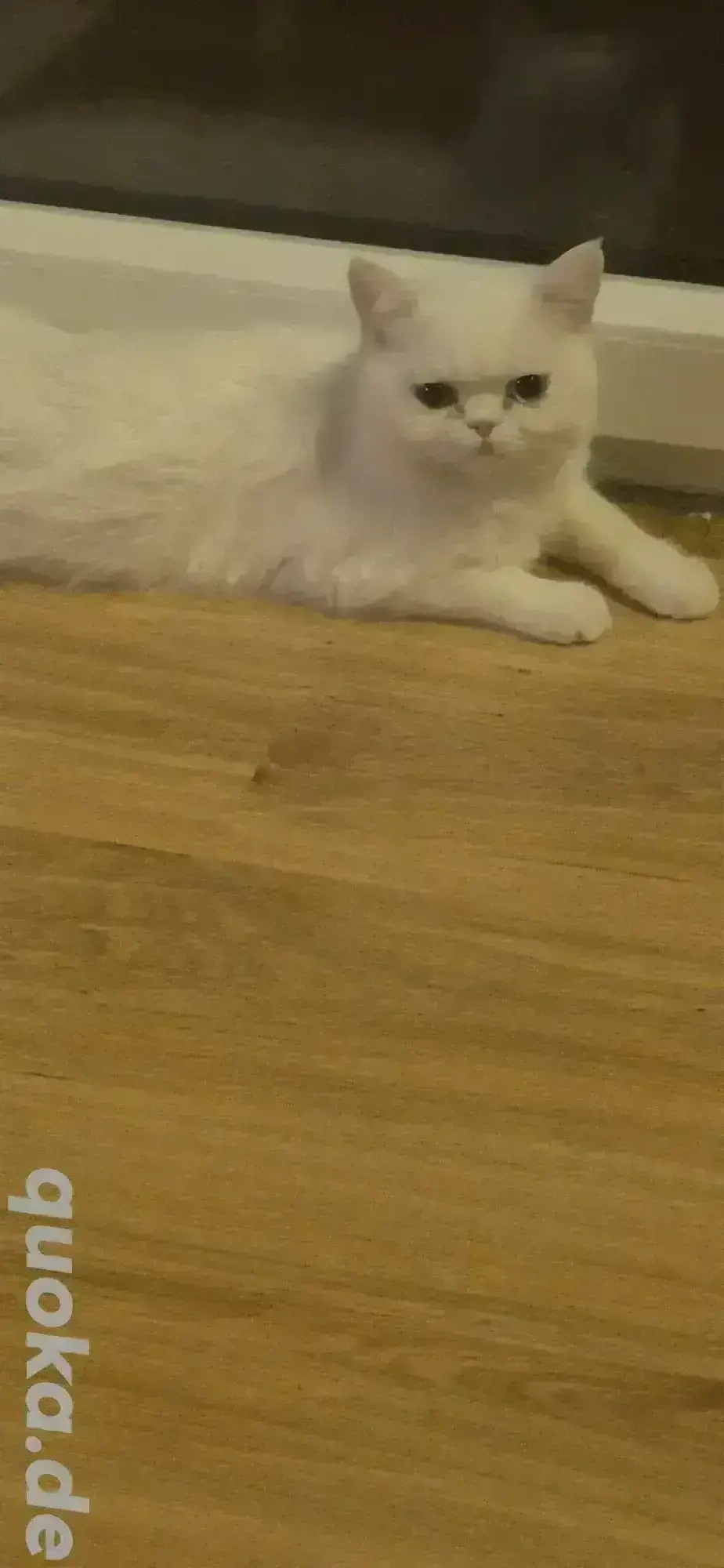 Exotic Shorrhair Katerchen in Krefeld - Katzen - kostenlose Kleinanzeigen