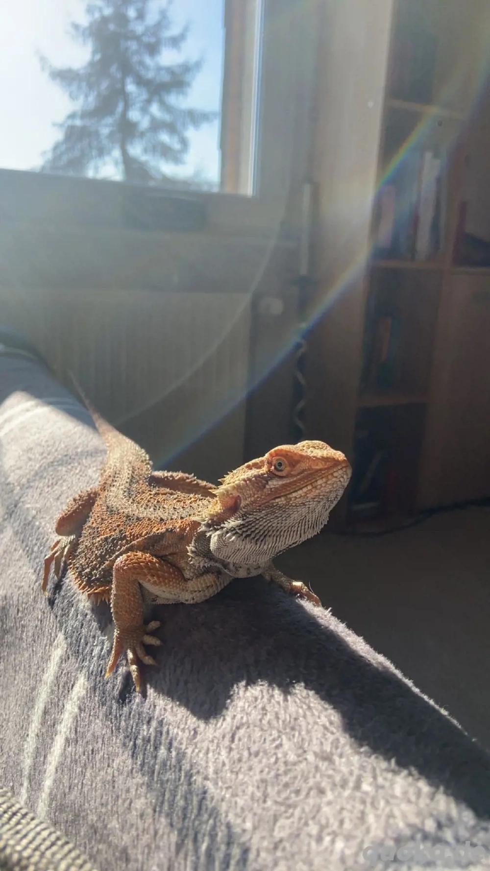Bartagame Männlich, Rot in Uebigau - Reptilien, Terraristik ...