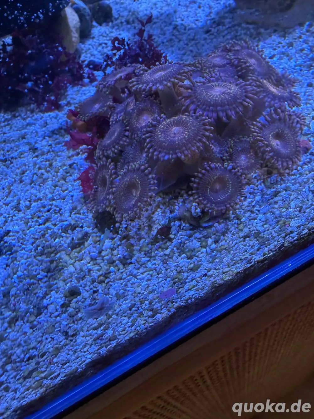 Korallen abzugeben Braunschweig - Fische, Aquaristik - kostenlose ...