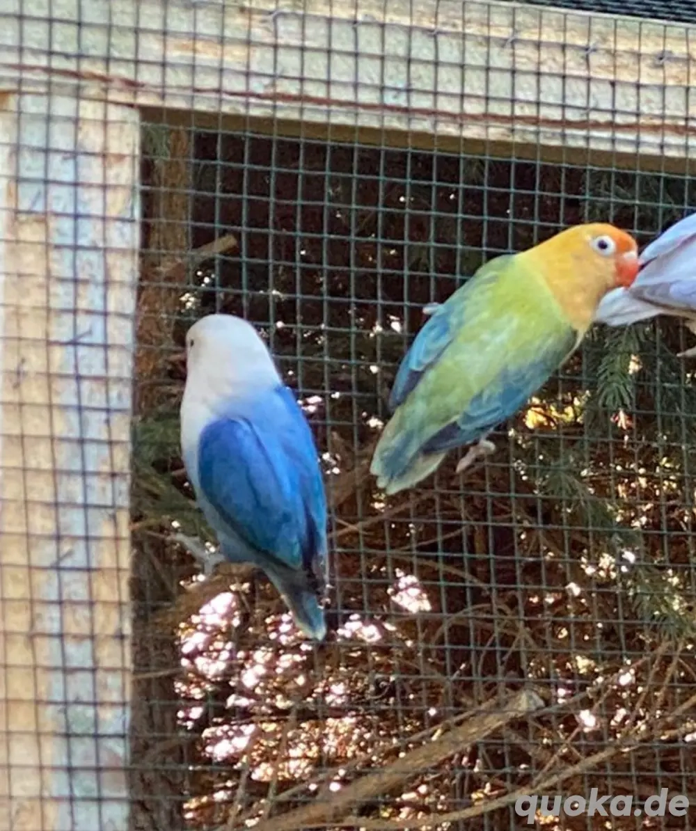 Pfirsichköpfchen in Grimma - Vögel - kostenlose Kleinanzeigen