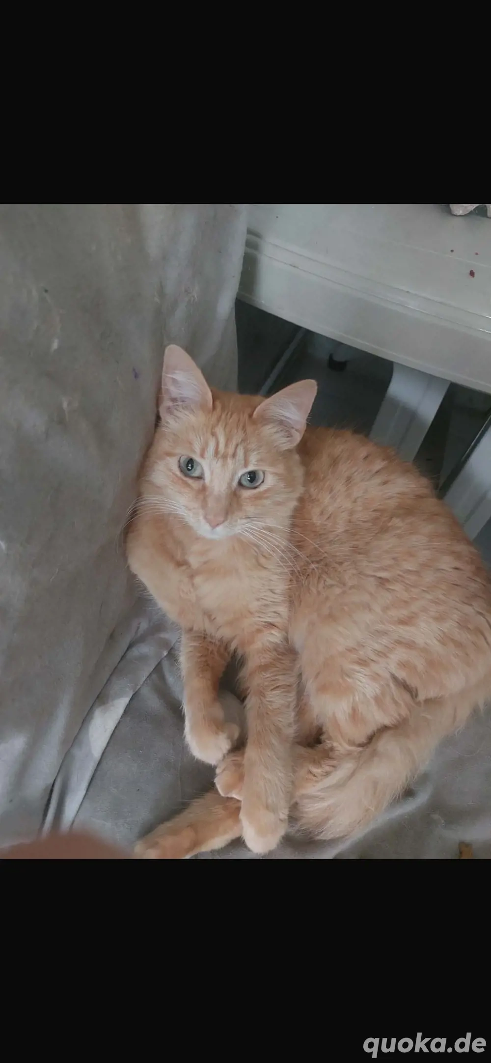 Katze sucht zuhause in Allendorf - Katzen - kostenlose Kleinanzeigen