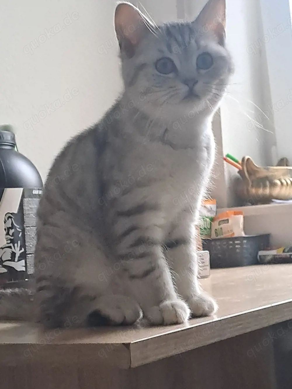 BKH Katze 3 Monate alt in Bottrop - Katzen - kostenlose Kleinanzeigen