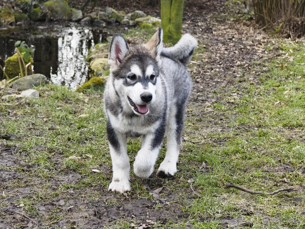 Alaskan Malamute Welpen In Not