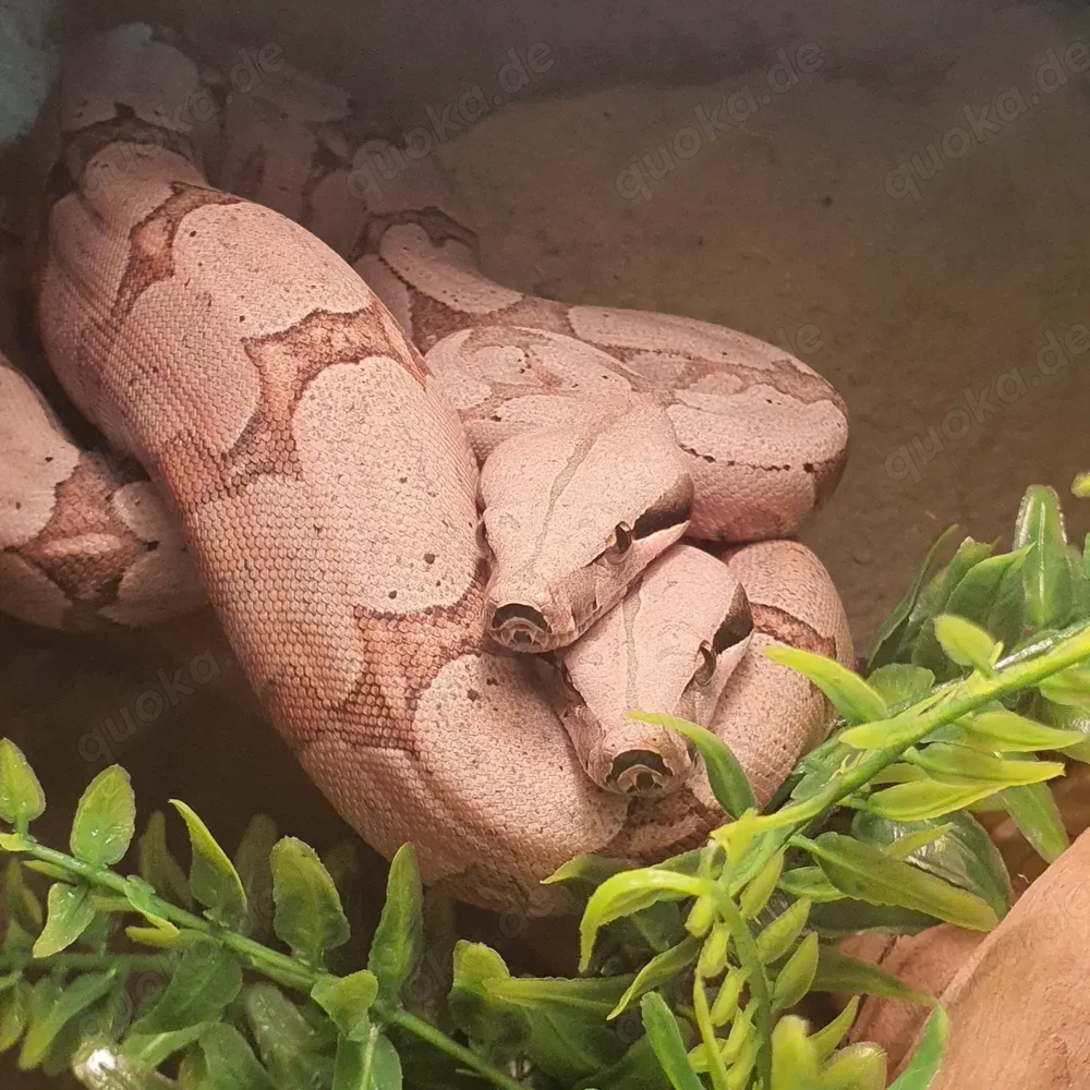 1.1 Boa constrictor amarali Bolivien Houten möglich in Siegen ...