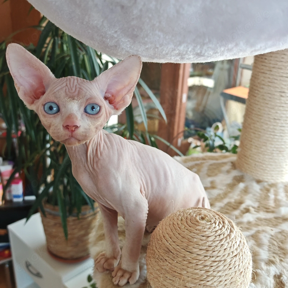 Canadian Sphynx-Kitten in Wasserburg - Katzen - kostenlose Kleinanzeigen