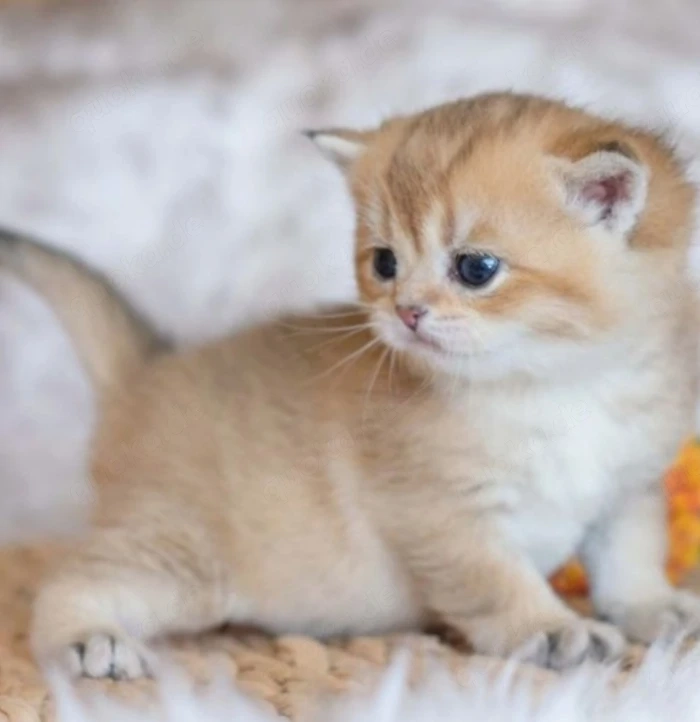 European shorthair kitten in Nürnberg - Katzen - kostenlose Kleinanzeigen