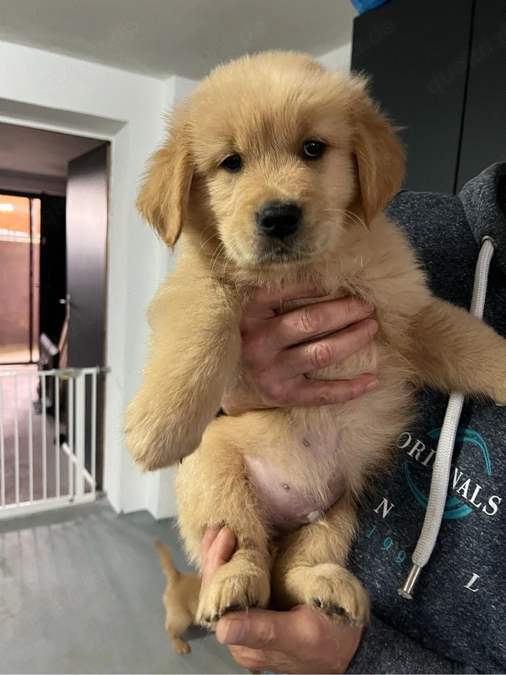 Golden Retriever Amerkanischer line in Schonungen - Hunde - kostenlose ...